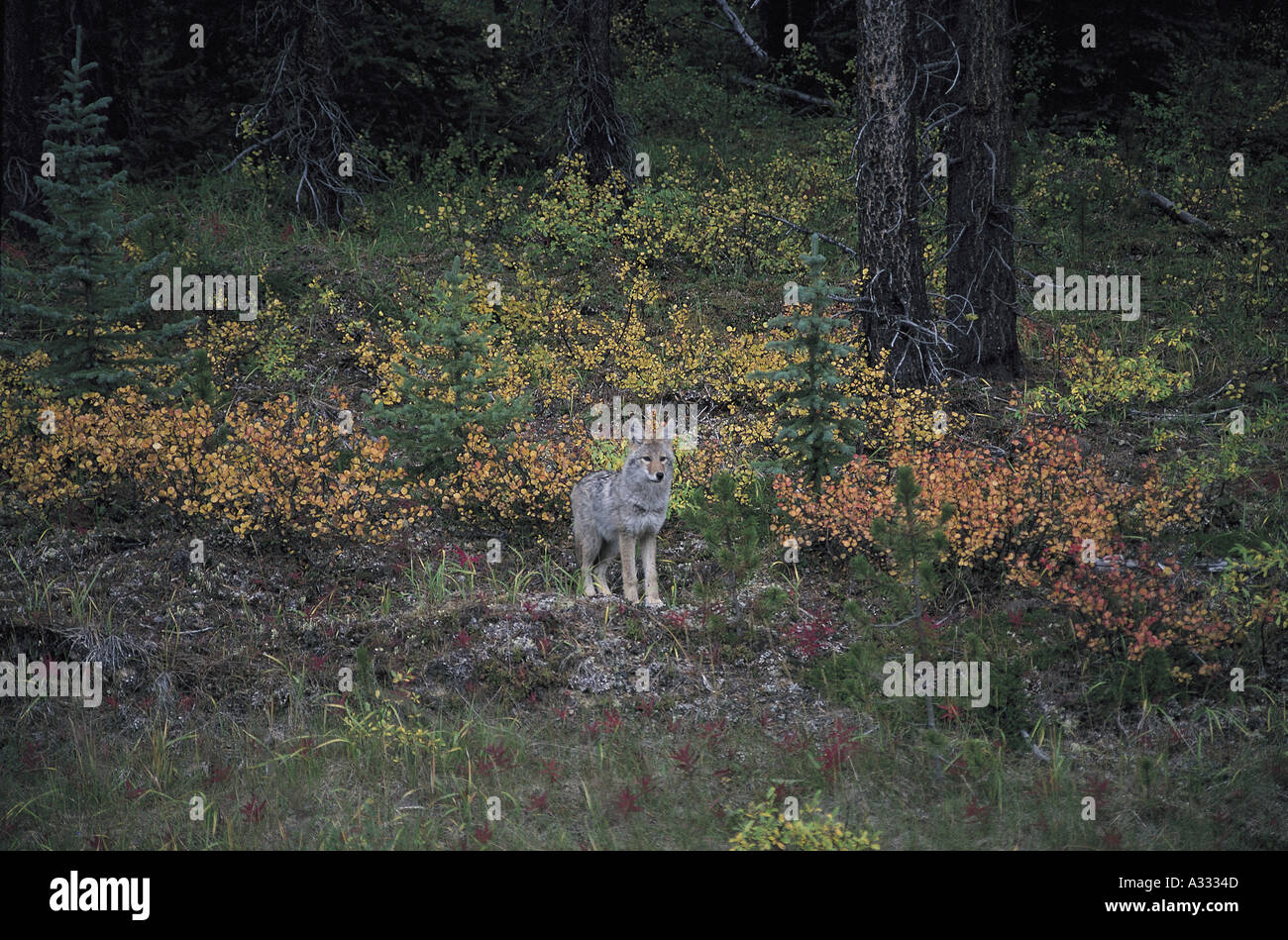 Banff coyote hi-res stock photography and images - Alamy