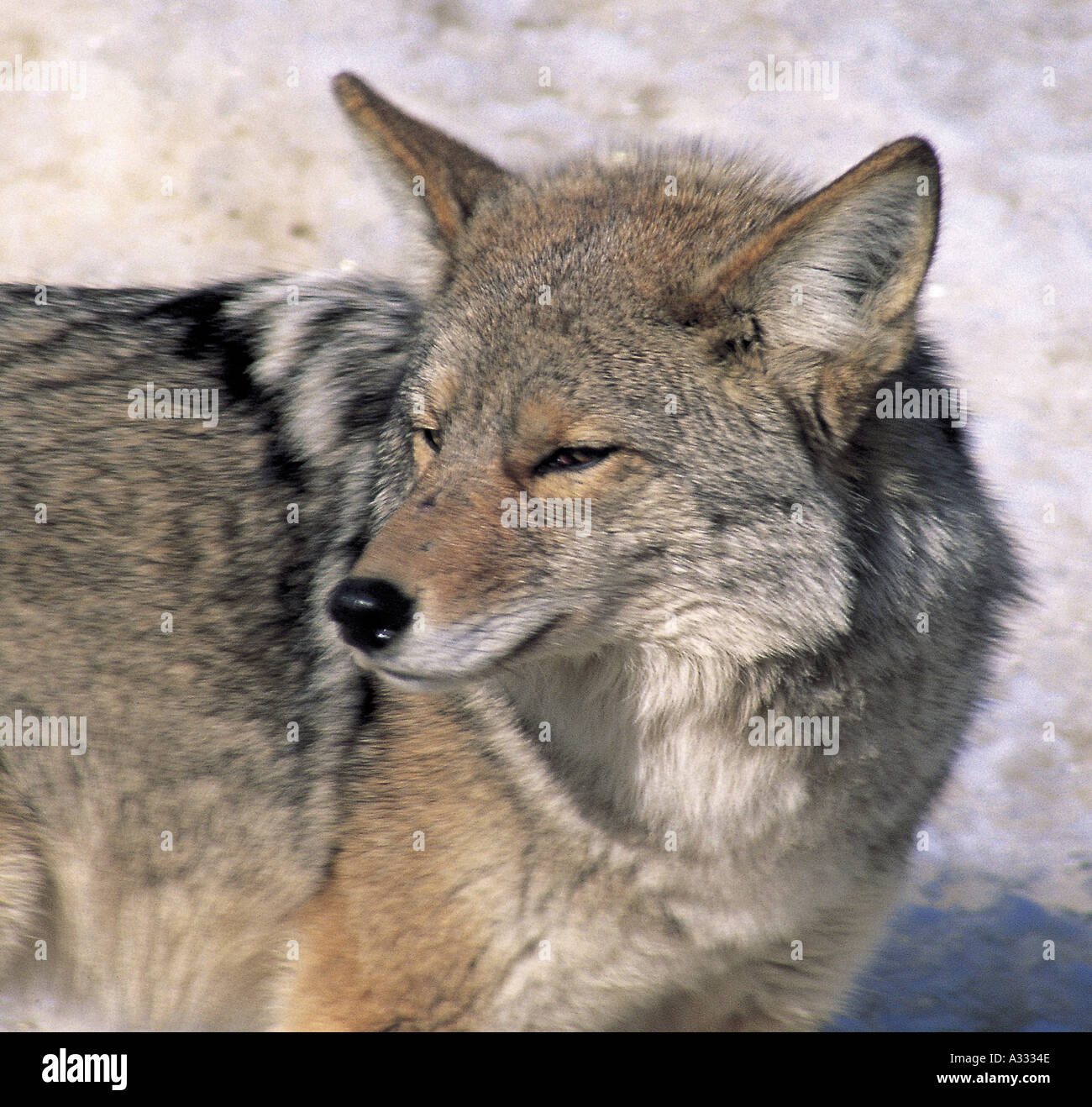 Banff coyote hi-res stock photography and images - Alamy