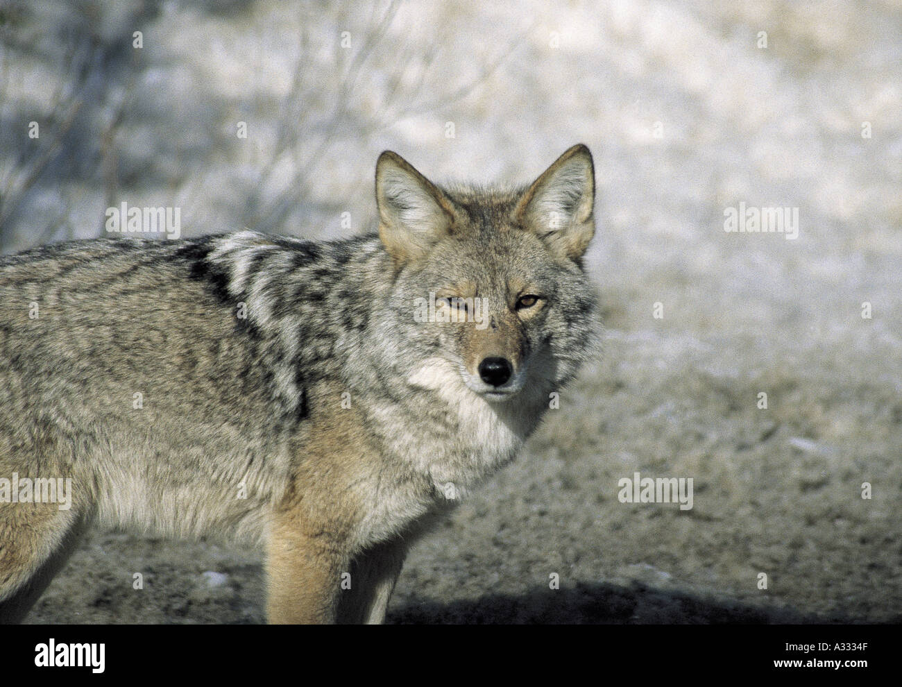 Banff coyote hi-res stock photography and images - Alamy