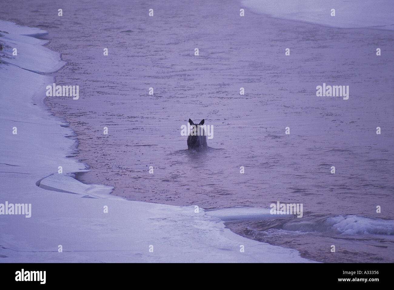 Elk in Frozen River Stock Photo - Alamy