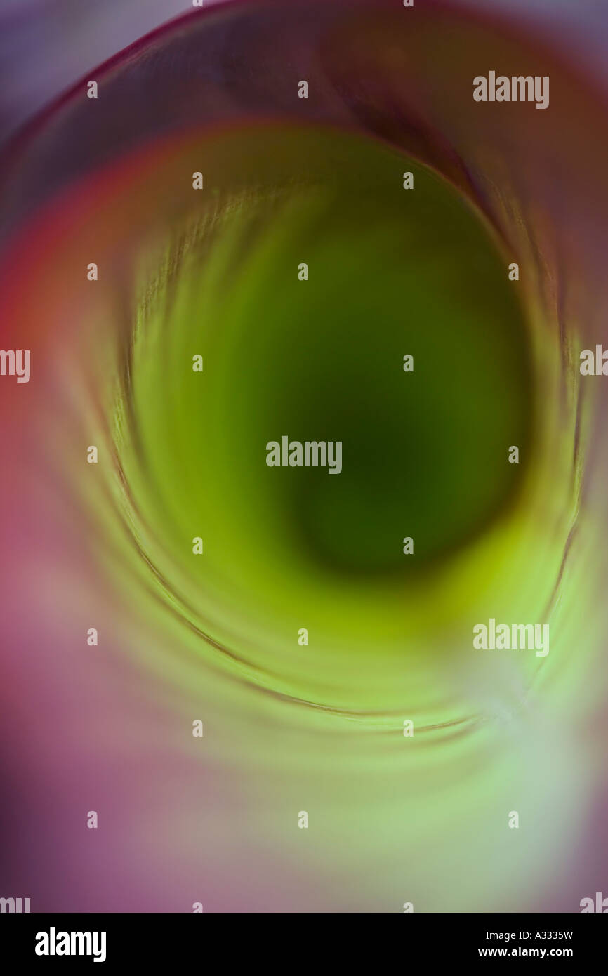 Variegated canna lily hi-res stock photography and images - Alamy