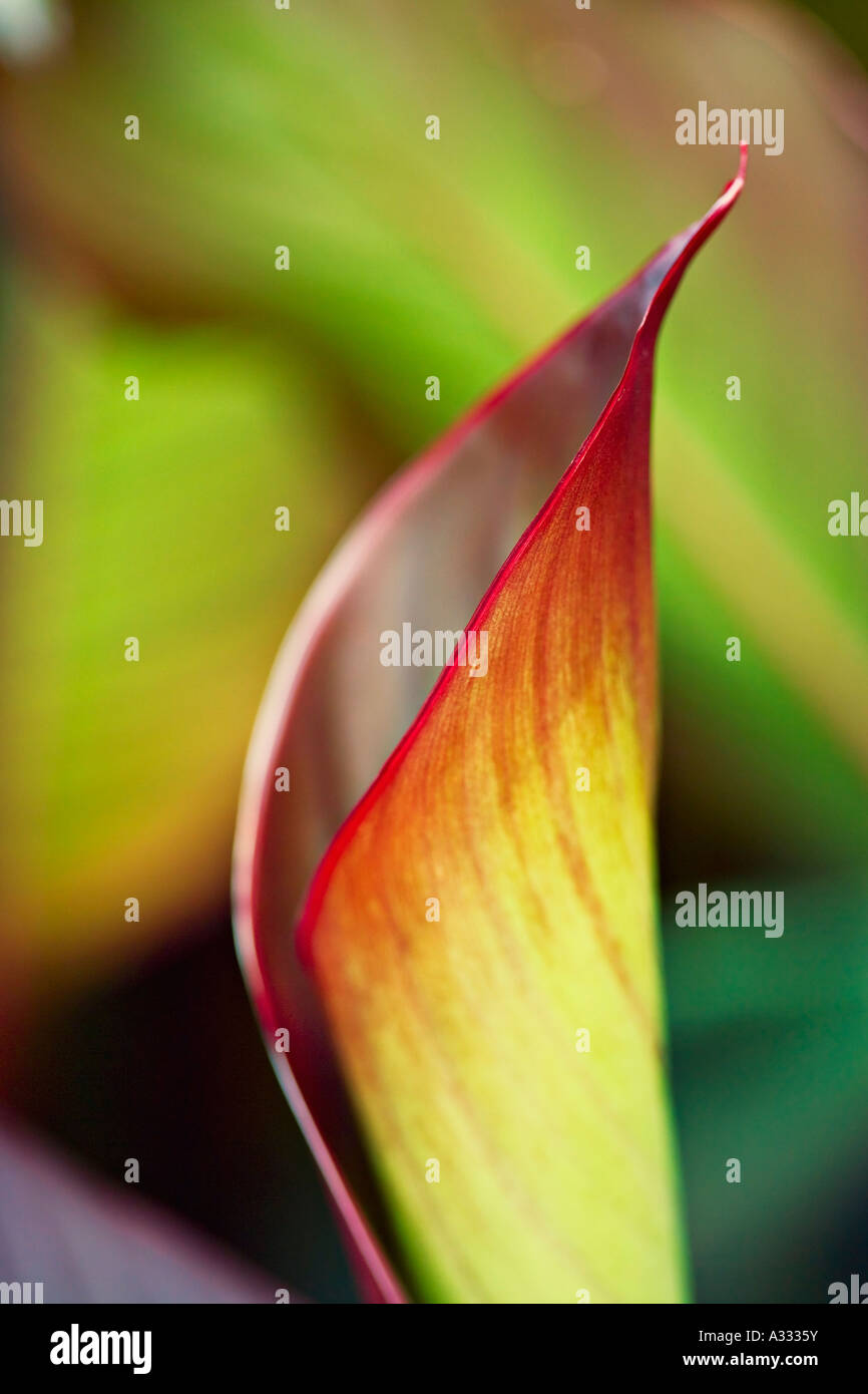 Variegated canna lily hi-res stock photography and images - Alamy