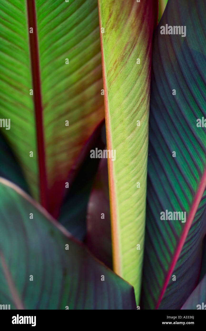 Variegated canna lily hi-res stock photography and images - Alamy