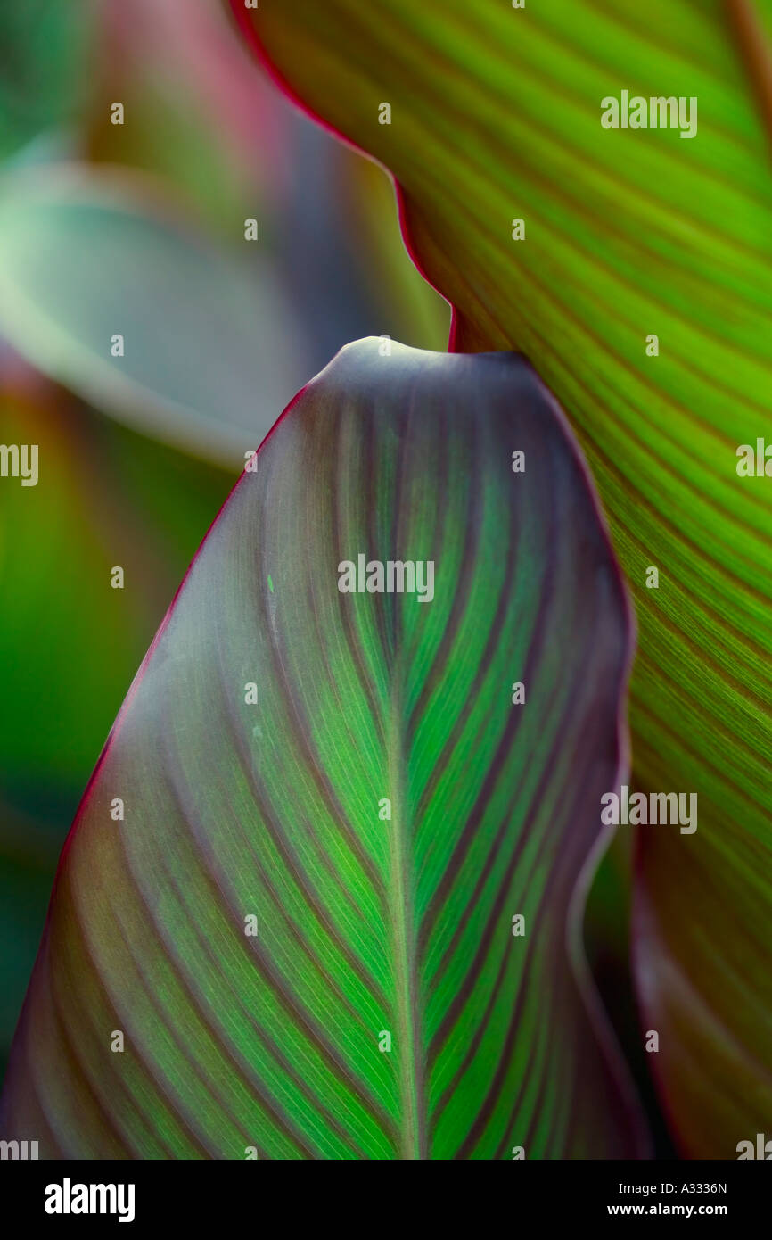 Variegated canna foliage hi-res stock photography and images - Alamy
