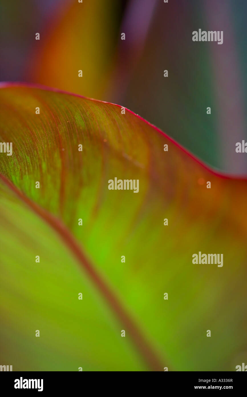 Variegated canna lily hi-res stock photography and images - Alamy