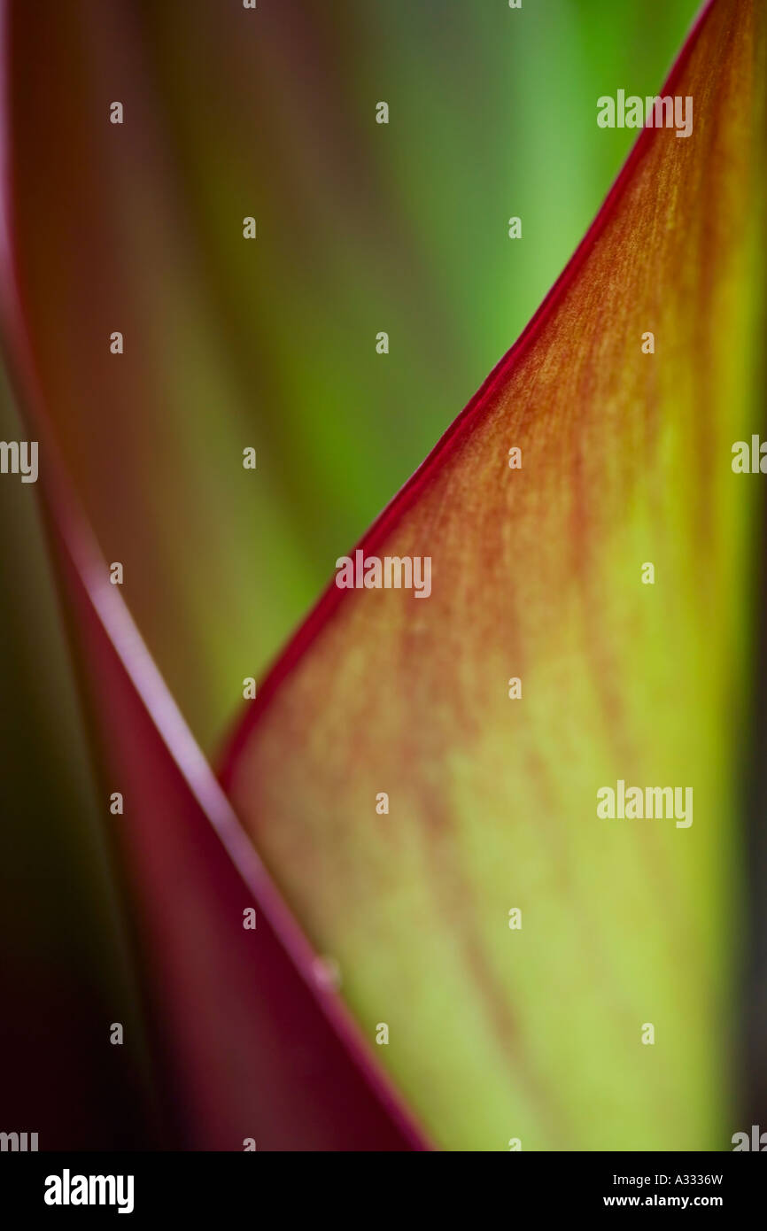 Variegated canna lily hi-res stock photography and images - Alamy