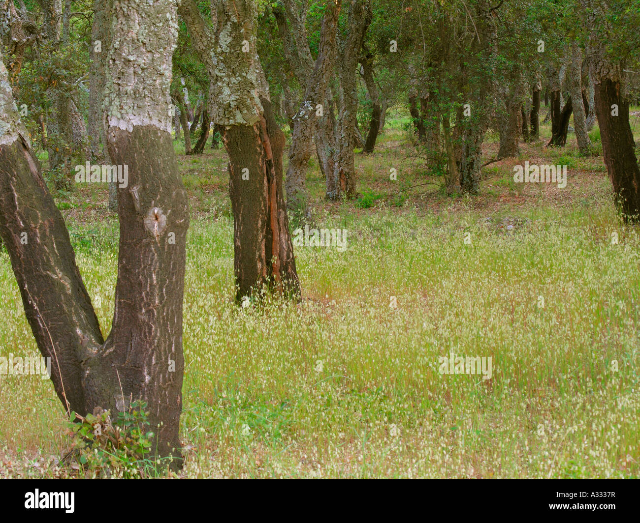 forest with cork oak trees Quercus suber in green gras Stock Photo - Alamy