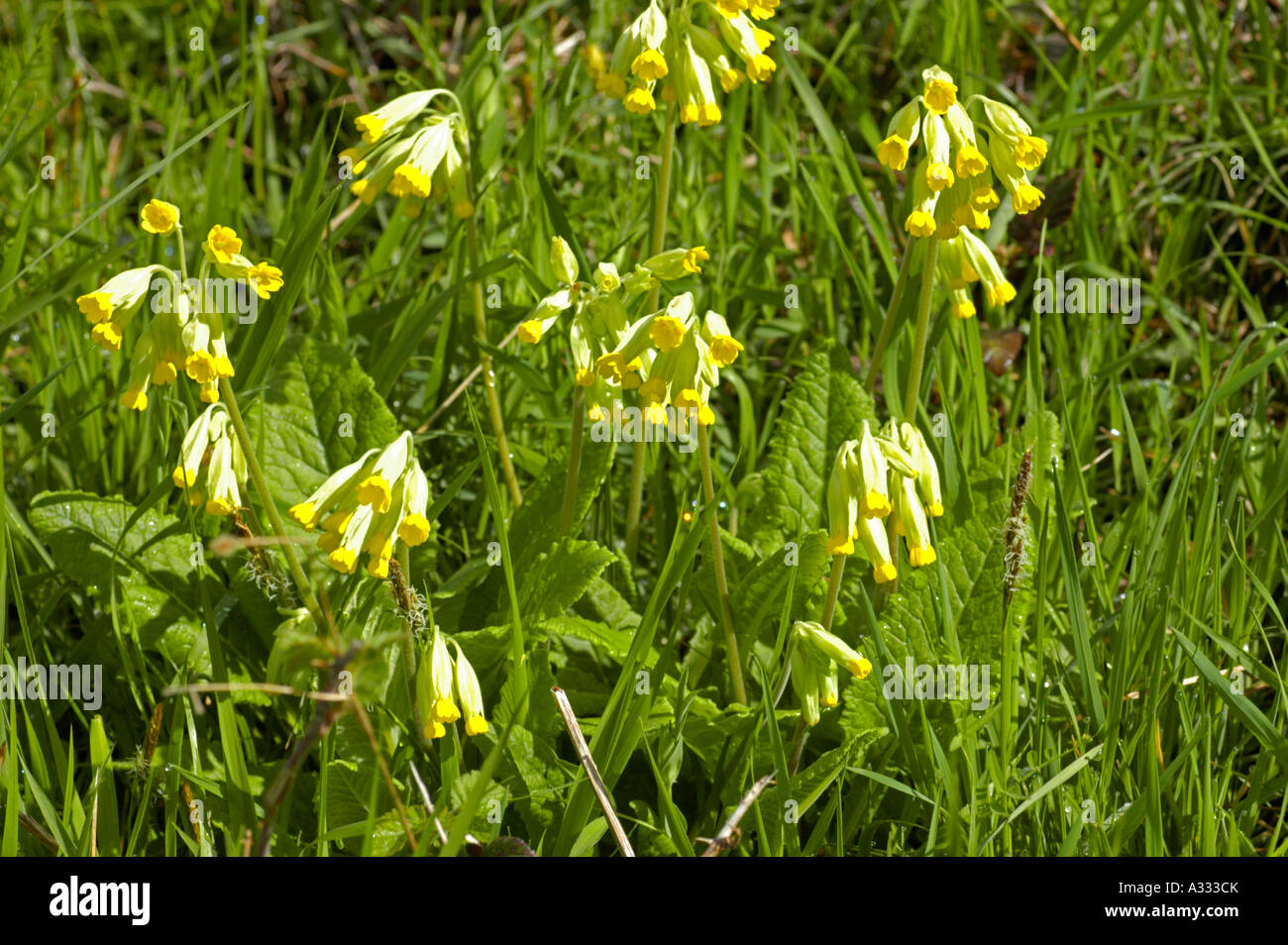 Primrose primula veris hi-res stock photography and images - Alamy