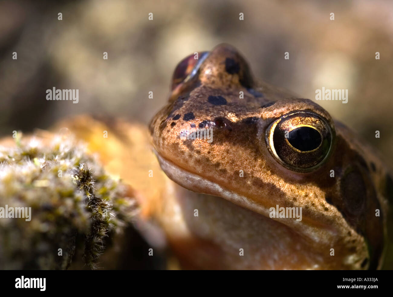 Common Garden Frog Stock Photo - Alamy