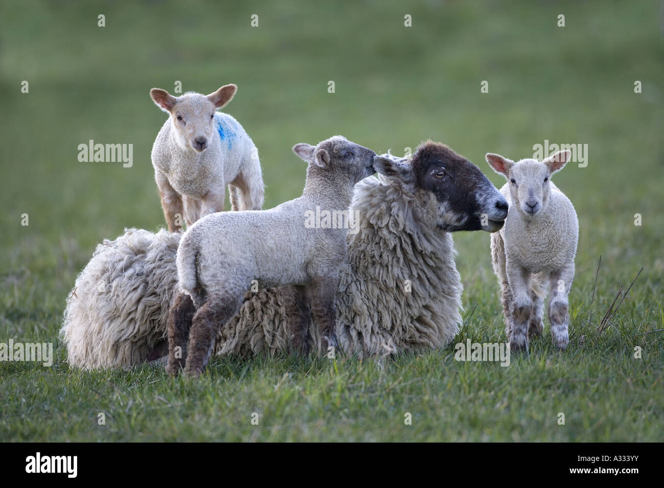 Lambs jumping on resting ewe in spring Stock Photo - Alamy