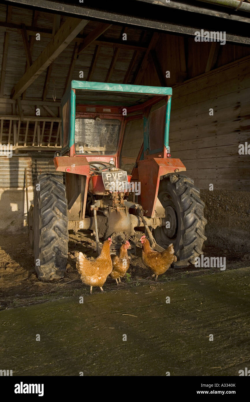 Farmyard chickens hi-res stock photography and images - Alamy