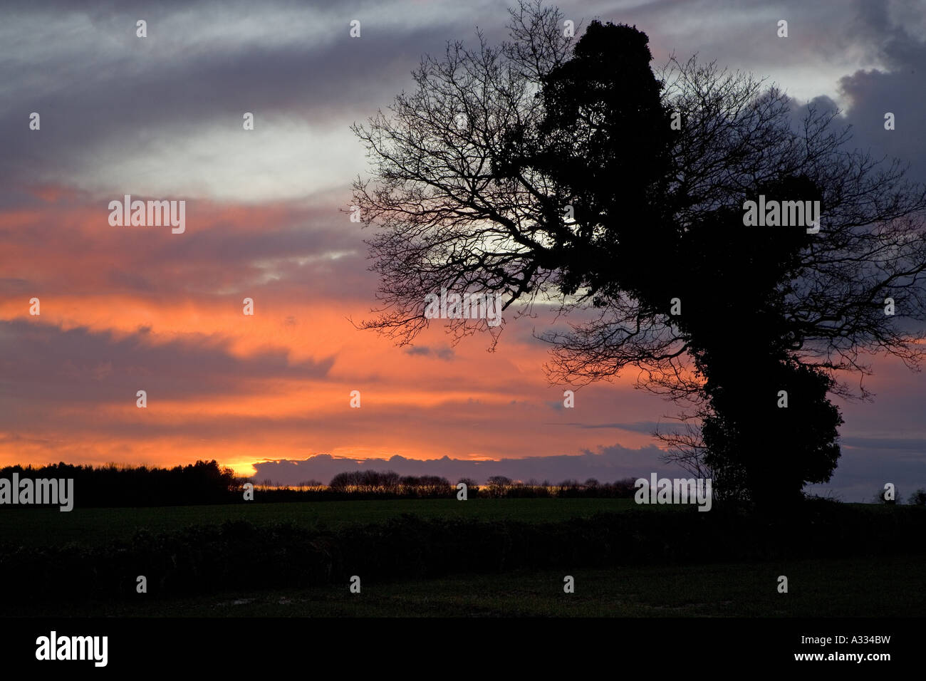 Oak & Sunset Norfolk Winter Stock Photo - Alamy
