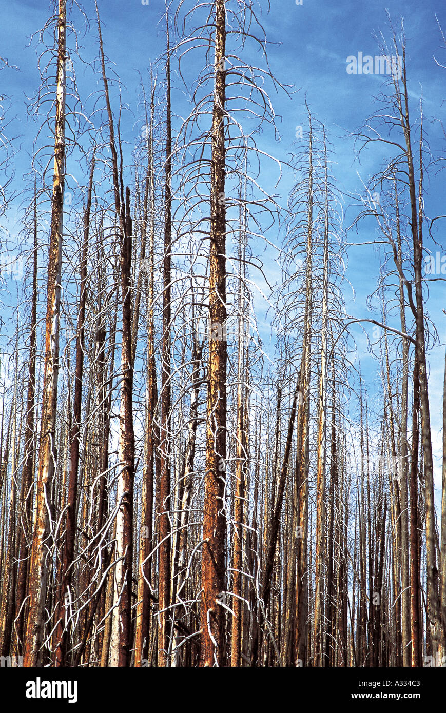 Burnt Pine Trees Stock Photo - Alamy