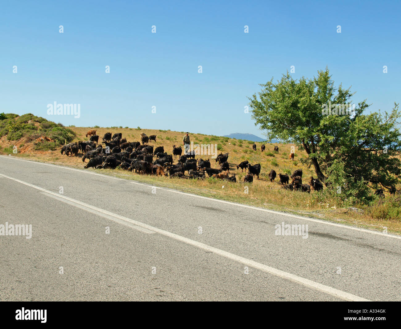 cattle of goats browsing grasing through the landscape on the peninsula ...