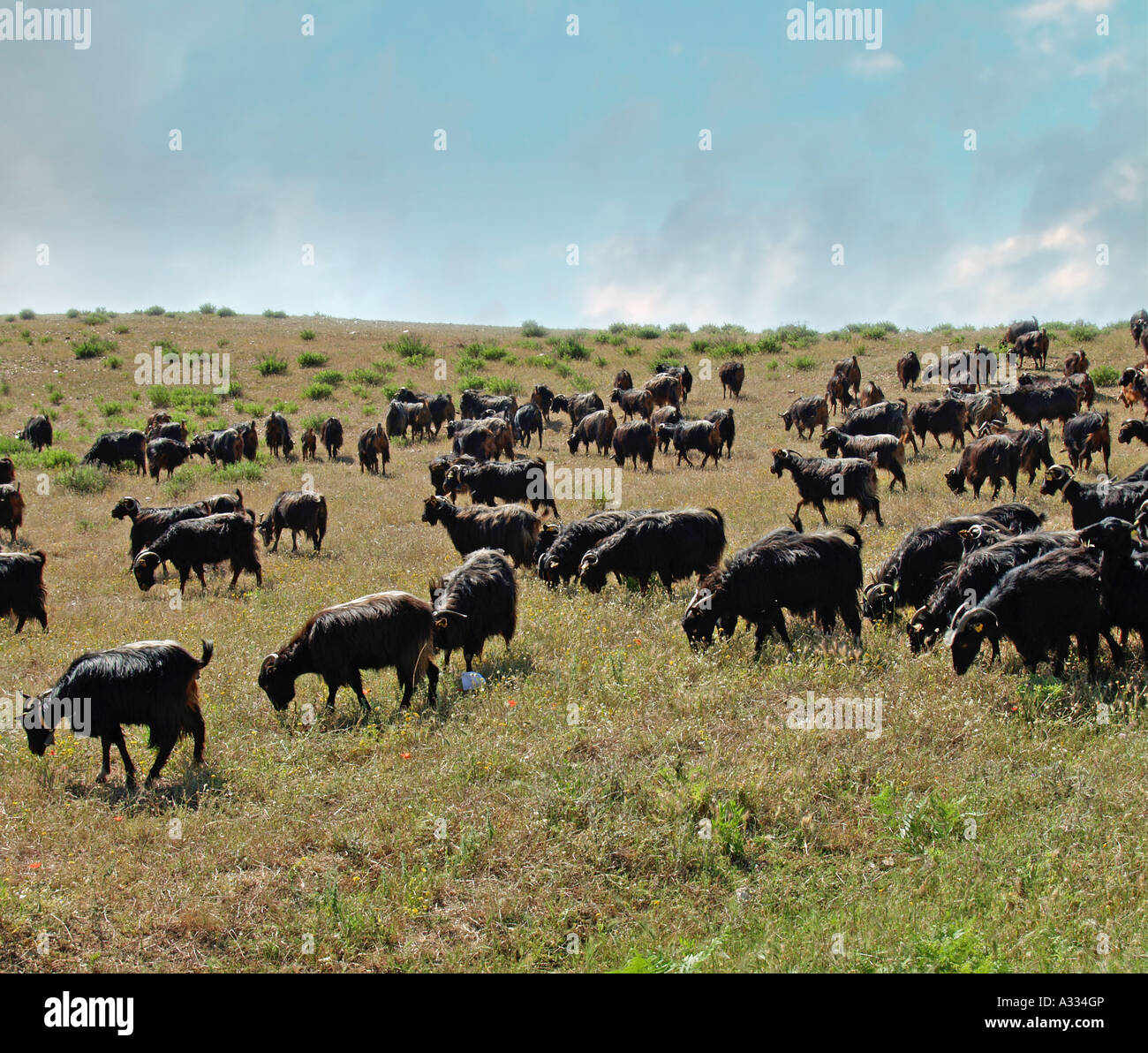 cattle of goats browsing grasing through the landscape on the peninsula ...