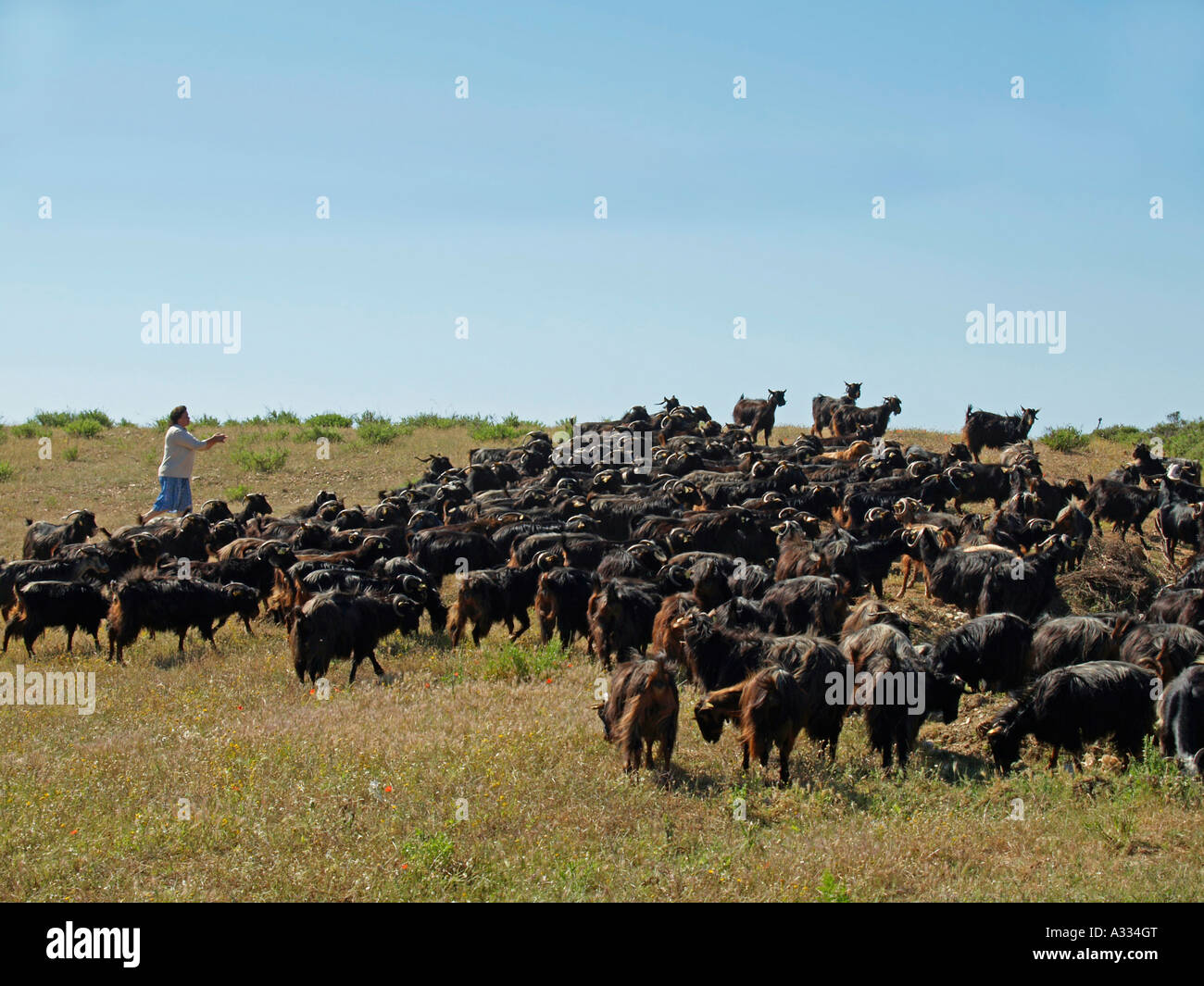 cattle of goats browsing grasing through the landscape on the peninsula ...