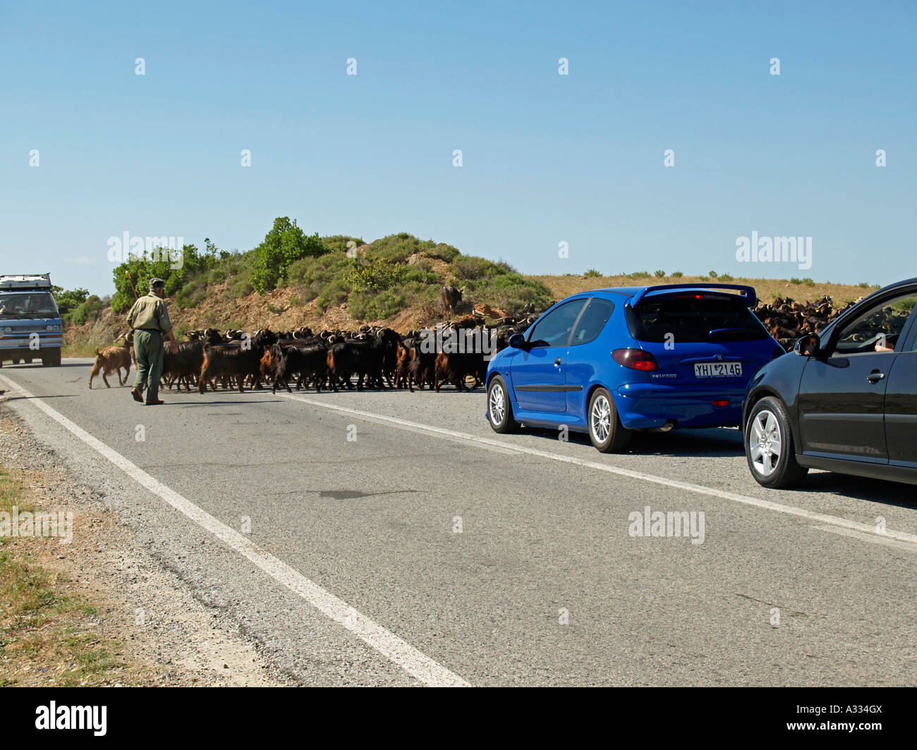 cattle of goats browsing grasing through the landscape on the peninsula ...