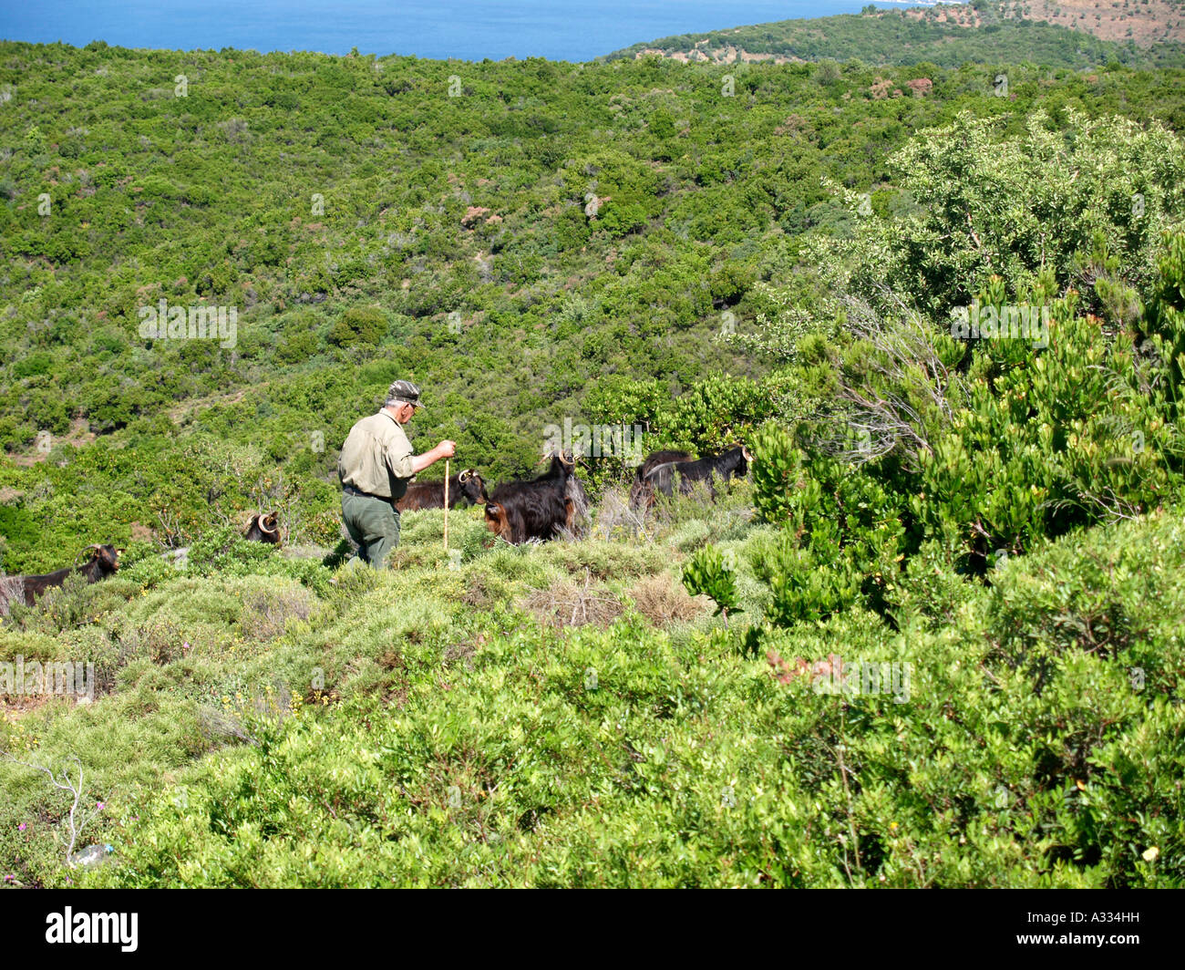 old man with a cattle of goats browsing grasing through the landscape ...
