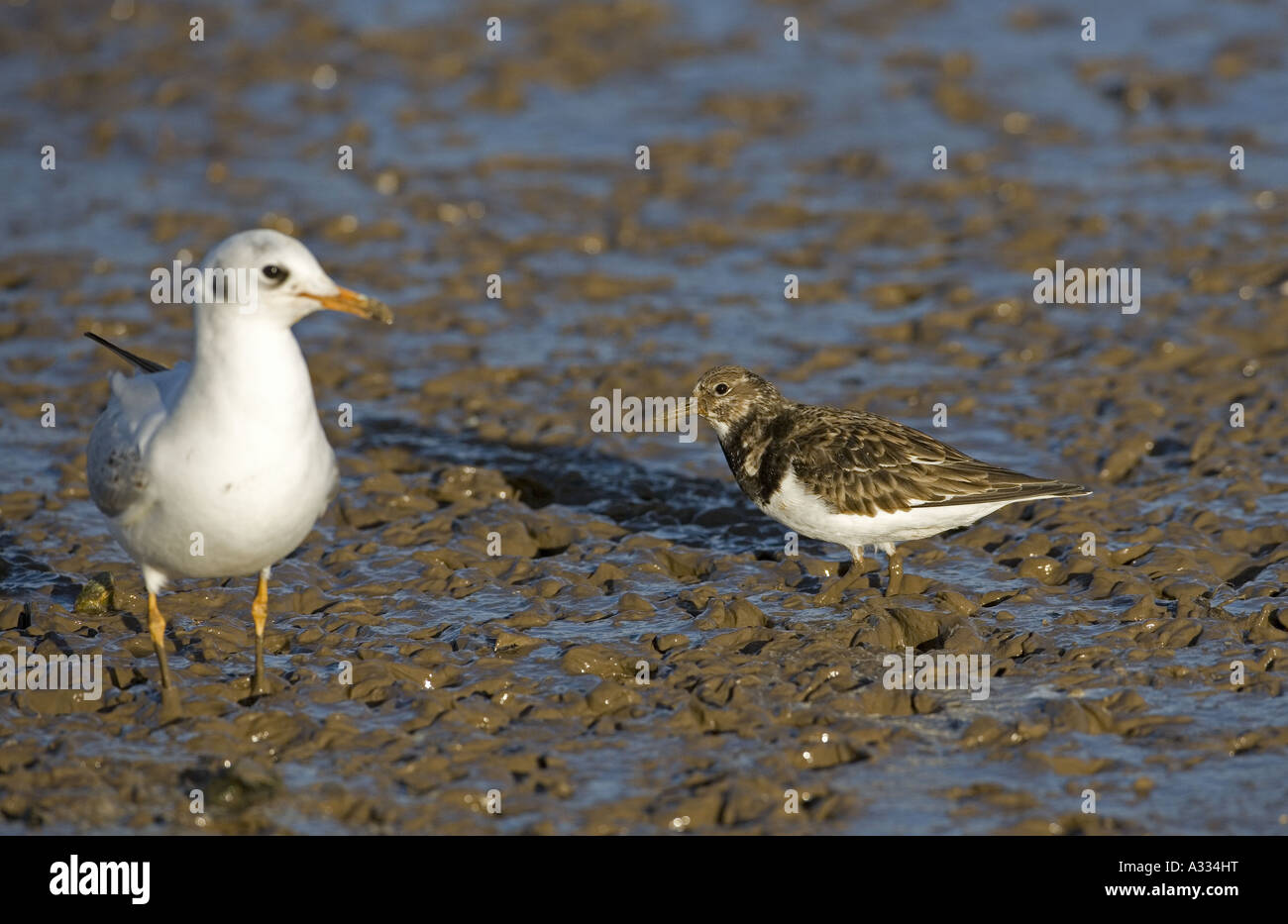 Turnstone Arenaria interpres Feeding Stock Photo - Alamy