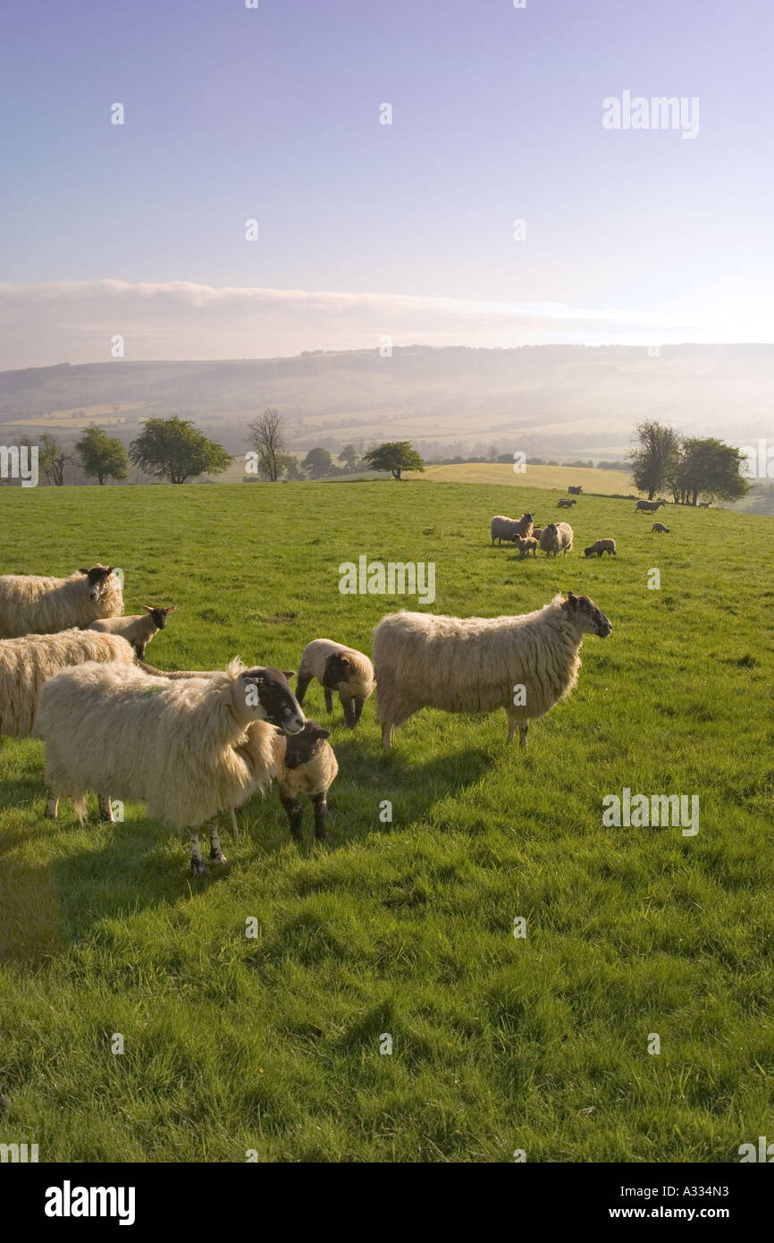 Charlton abbots hi-res stock photography and images - Alamy