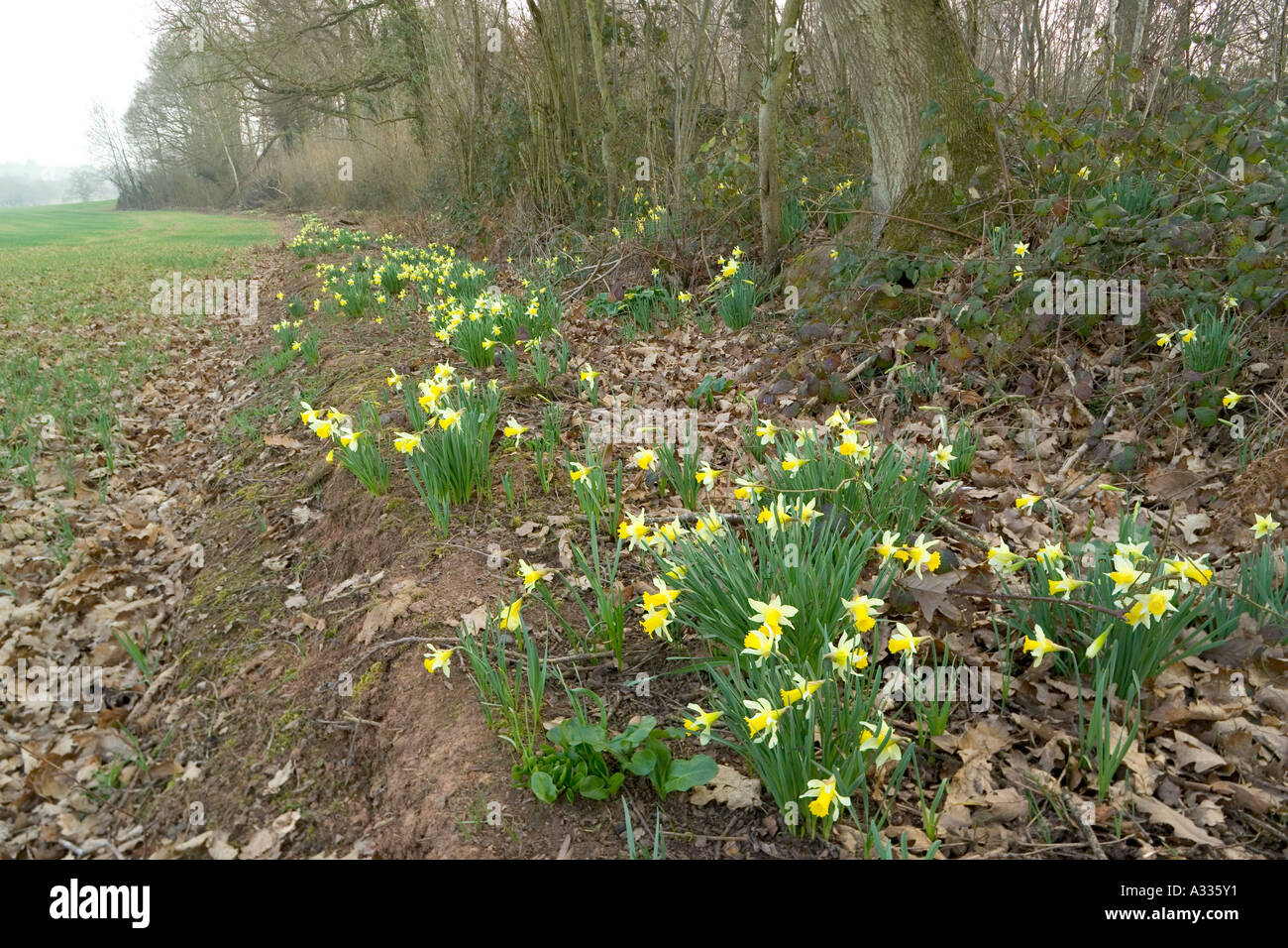 Wild daffodils in springtime at Betty Daws Wood nature reserve near ...