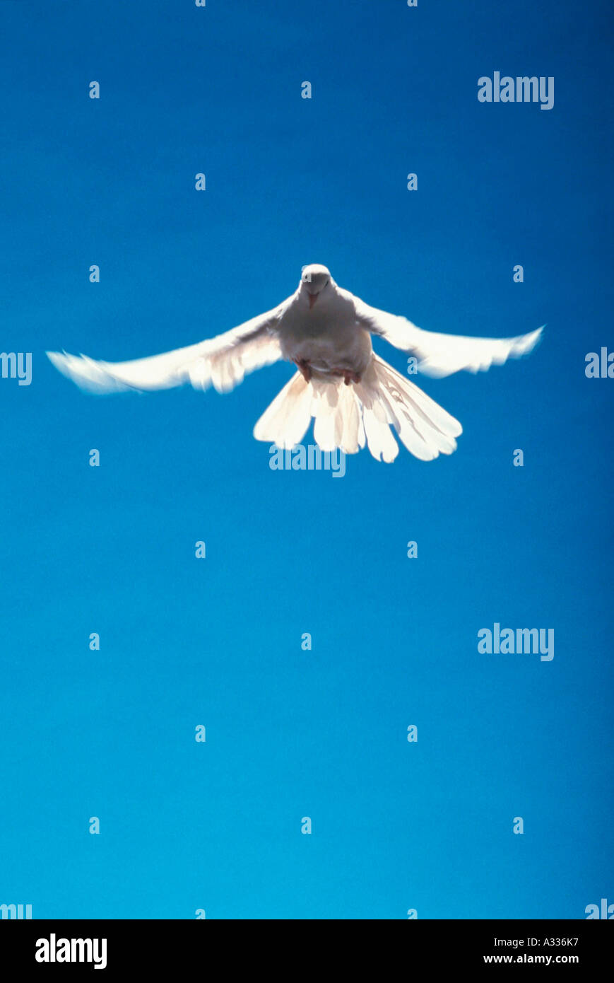 White dove in flight movement hi-res stock photography and images - Alamy