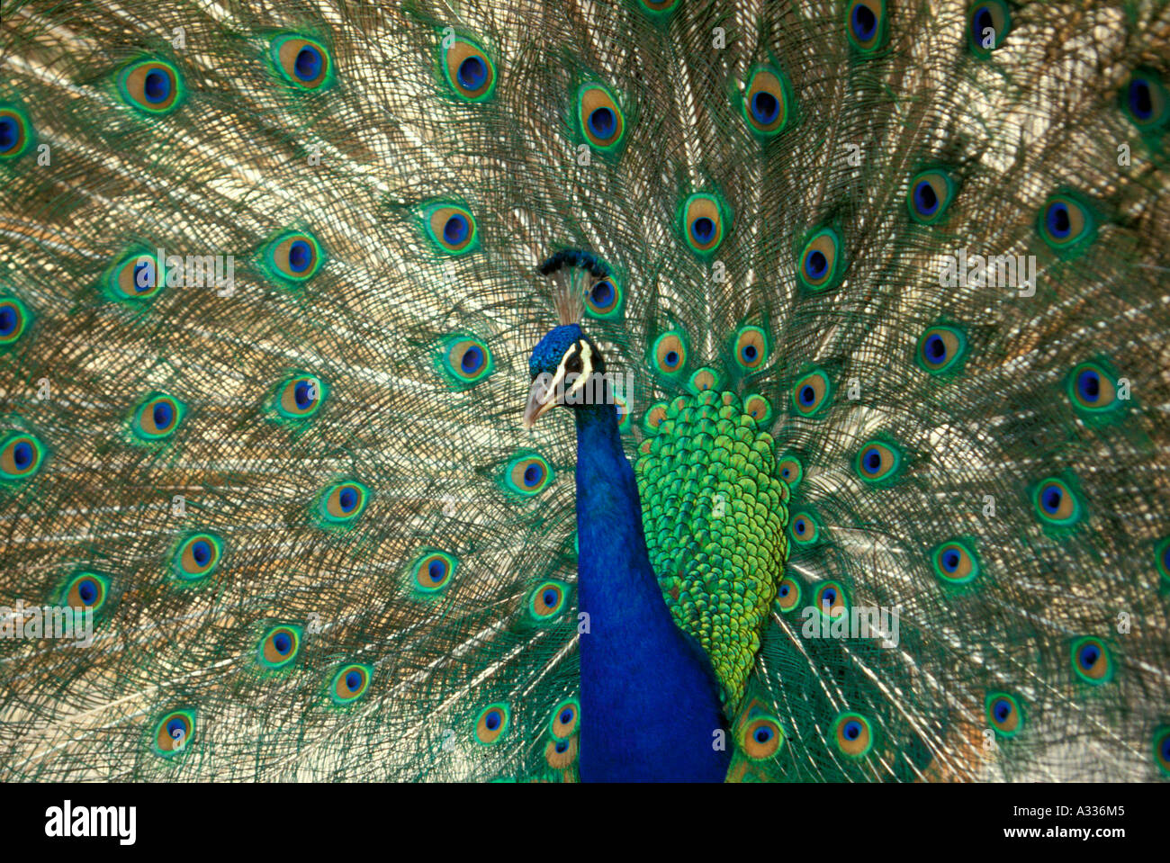 Peacock closeups hi-res stock photography and images - Alamy