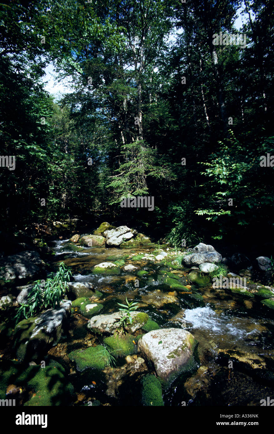 Water between trees hi-res stock photography and images - Alamy