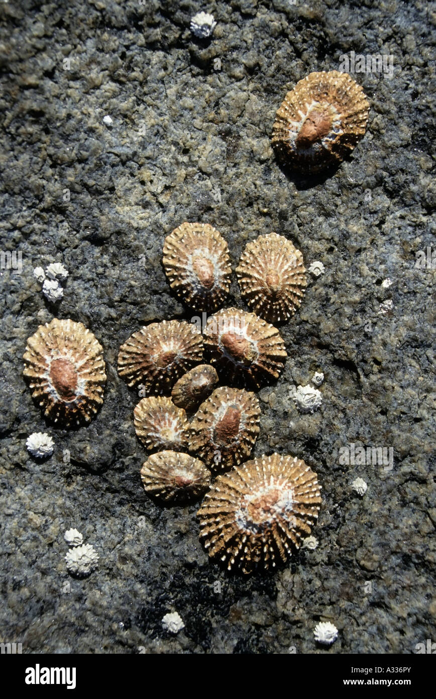 Limpets on granite rock Cape of Good Hope South Africa Stock Photo - Alamy
