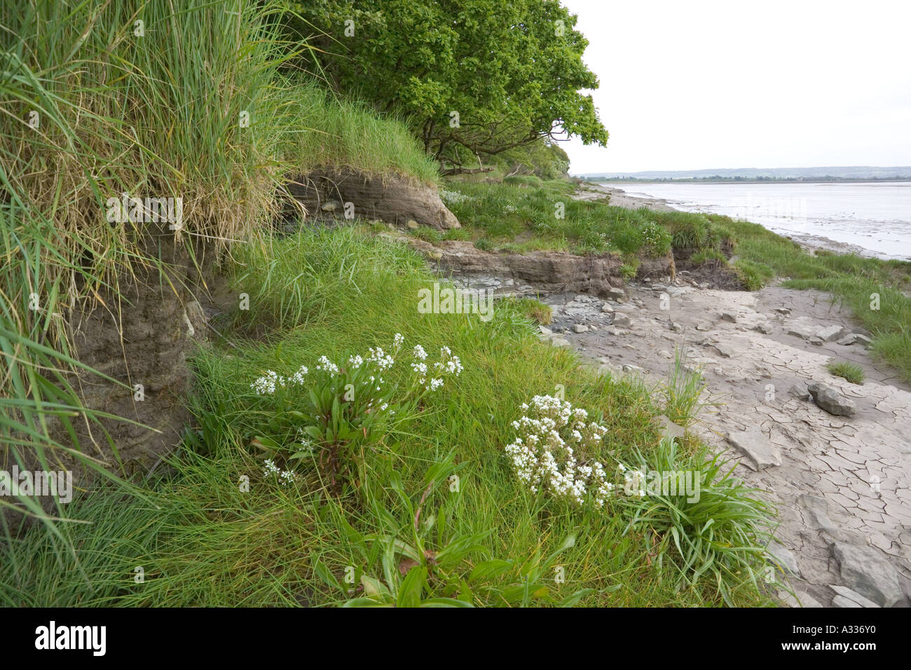 Fossil bearing rocks (Lower Lias clay) beside the River Severn at Hock ...