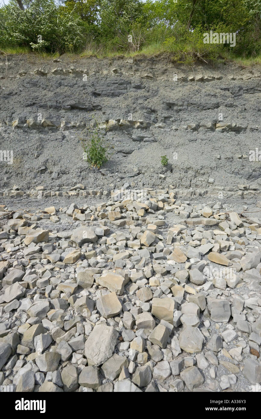 Fossil bearing rocks (Lower Lias clay) beside the River Severn at Hock ...