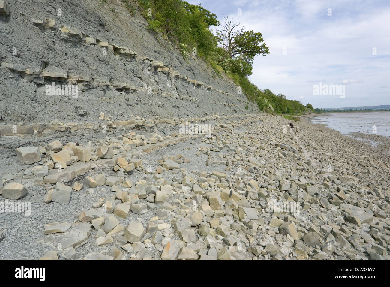 Fossil bearing rocks (Lower Lias clay) beside the River Severn at Hock ...