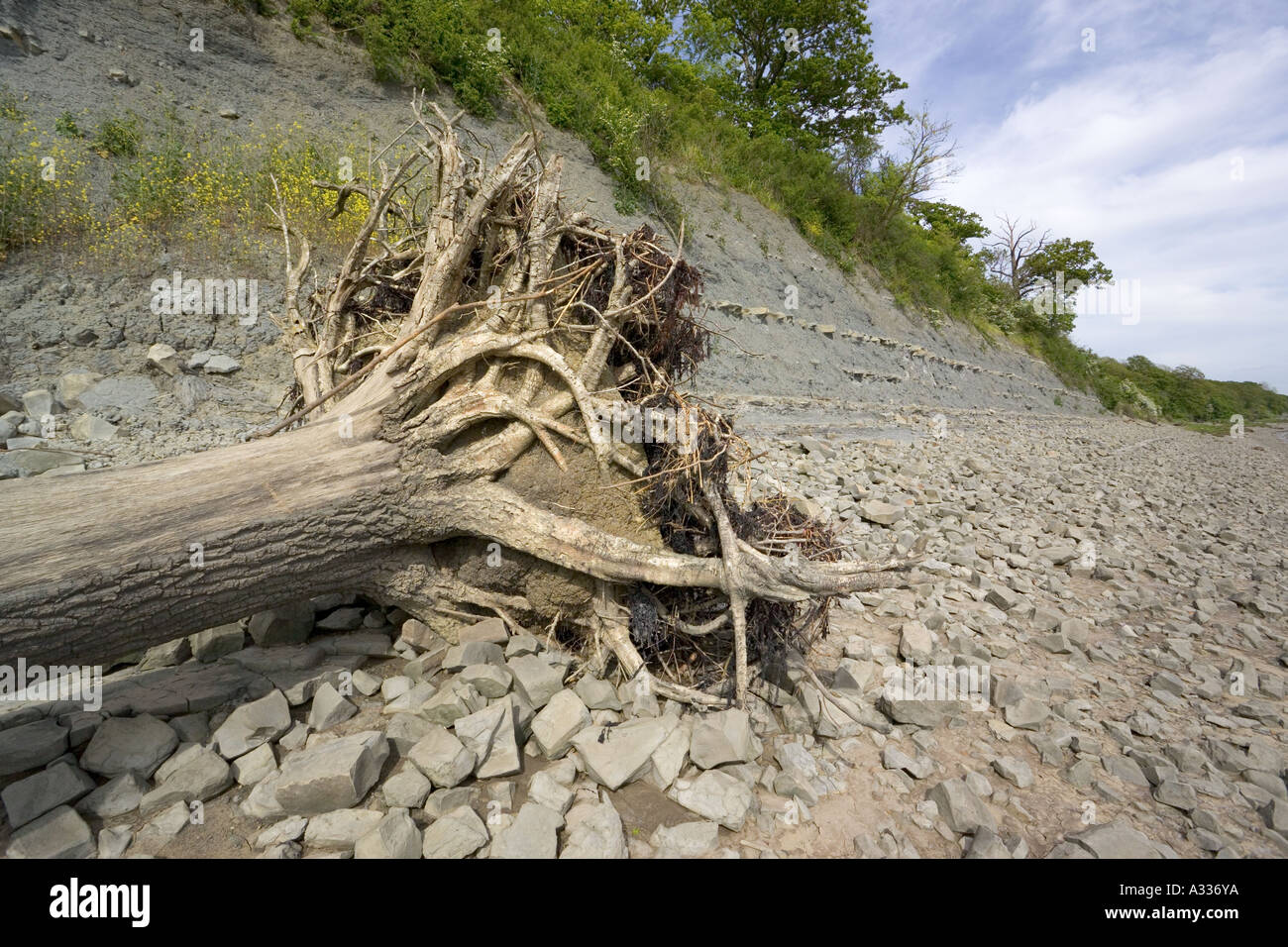 Fossil bearing rocks (Lower Lias clay) beside the River Severn at Hock ...