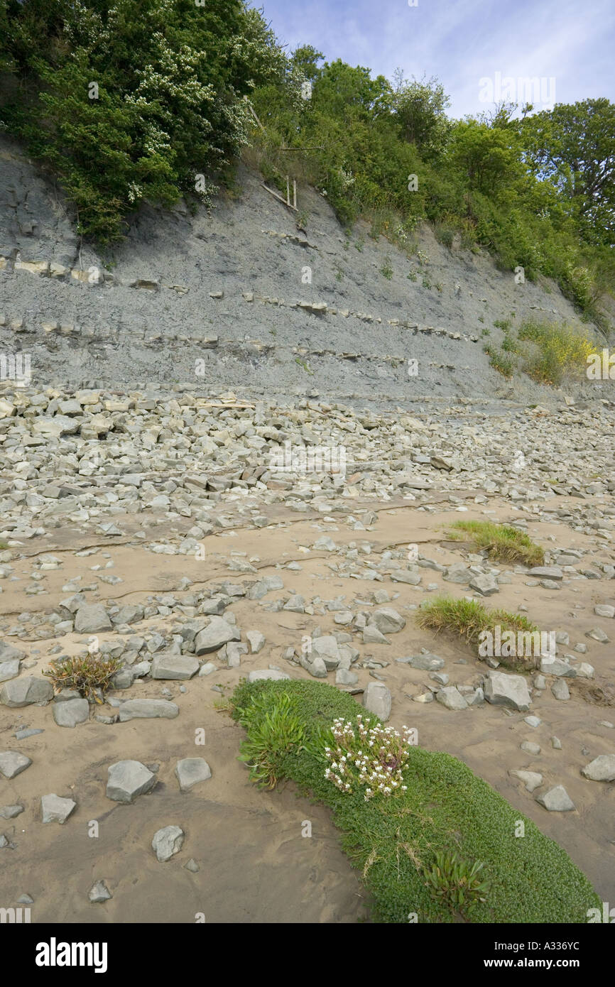 Fossil bearing rocks (Lower Lias clay) beside the River Severn at Hock ...