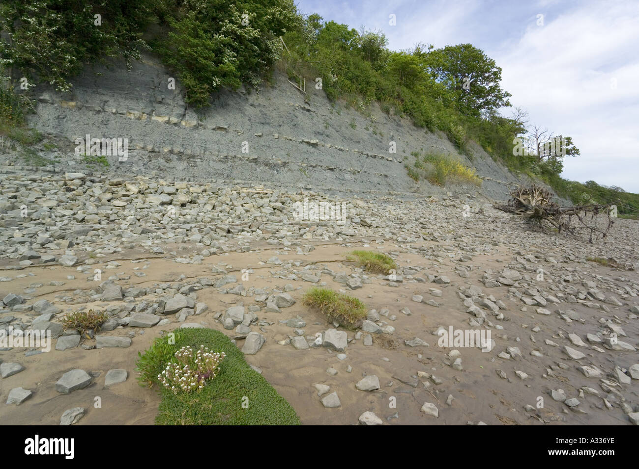 Fossil bearing rocks (Lower Lias clay) beside the River Severn at Hock ...