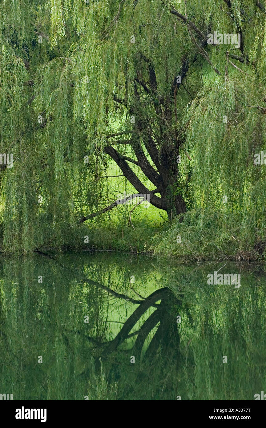 Weeping Willow Tree Salix babylonica and its Reflection in Lake in ...