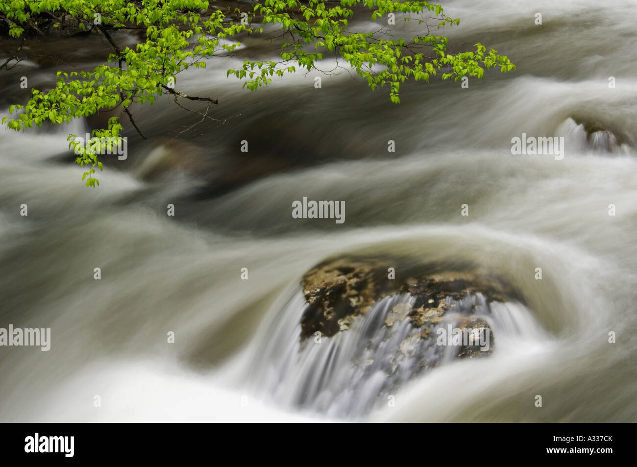 Water Rushing over Boulder in Little River with New Spring Leaves ...