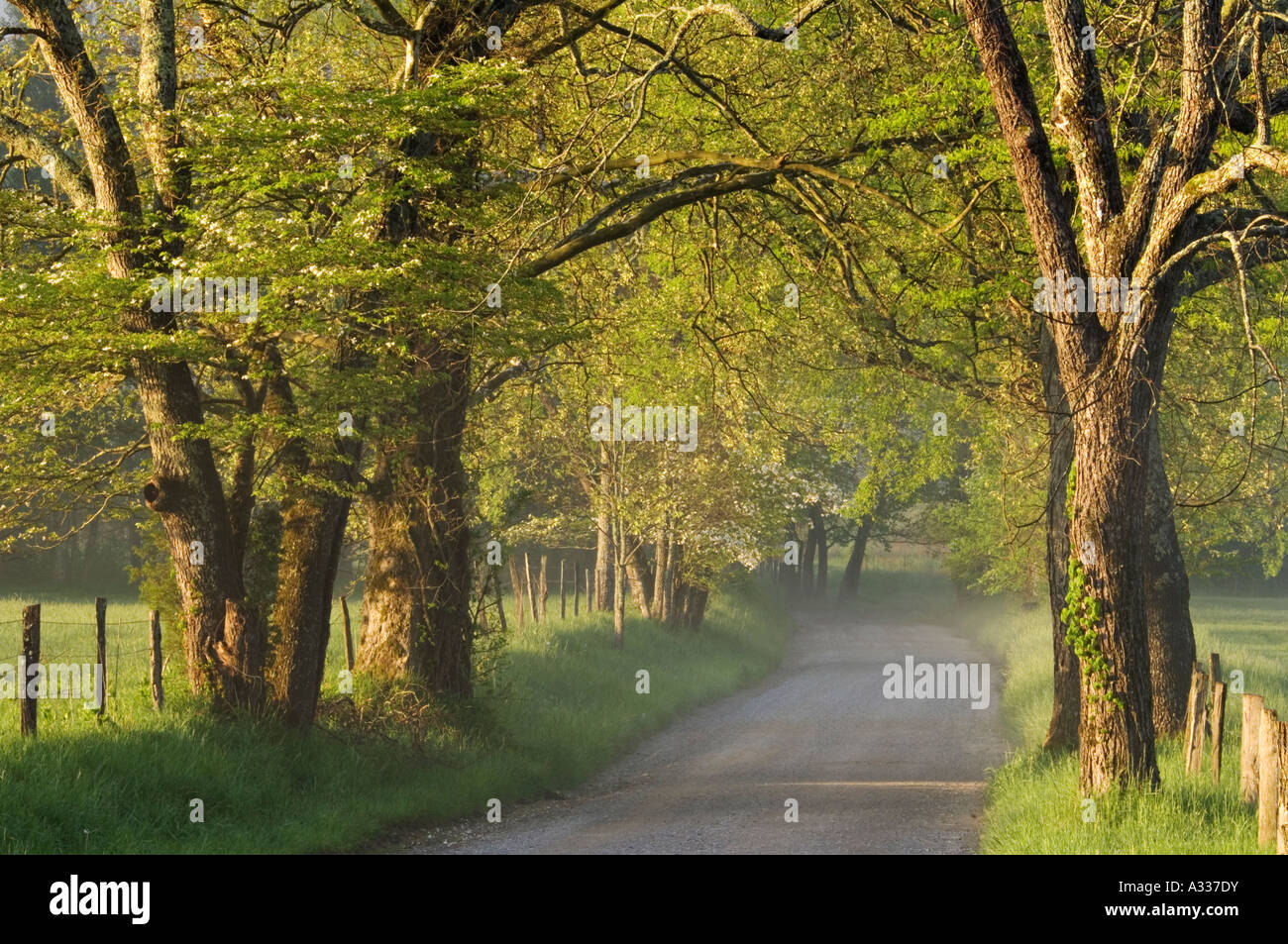 First Light of Day Striking Trees with New Spring Leaves and Fence ...