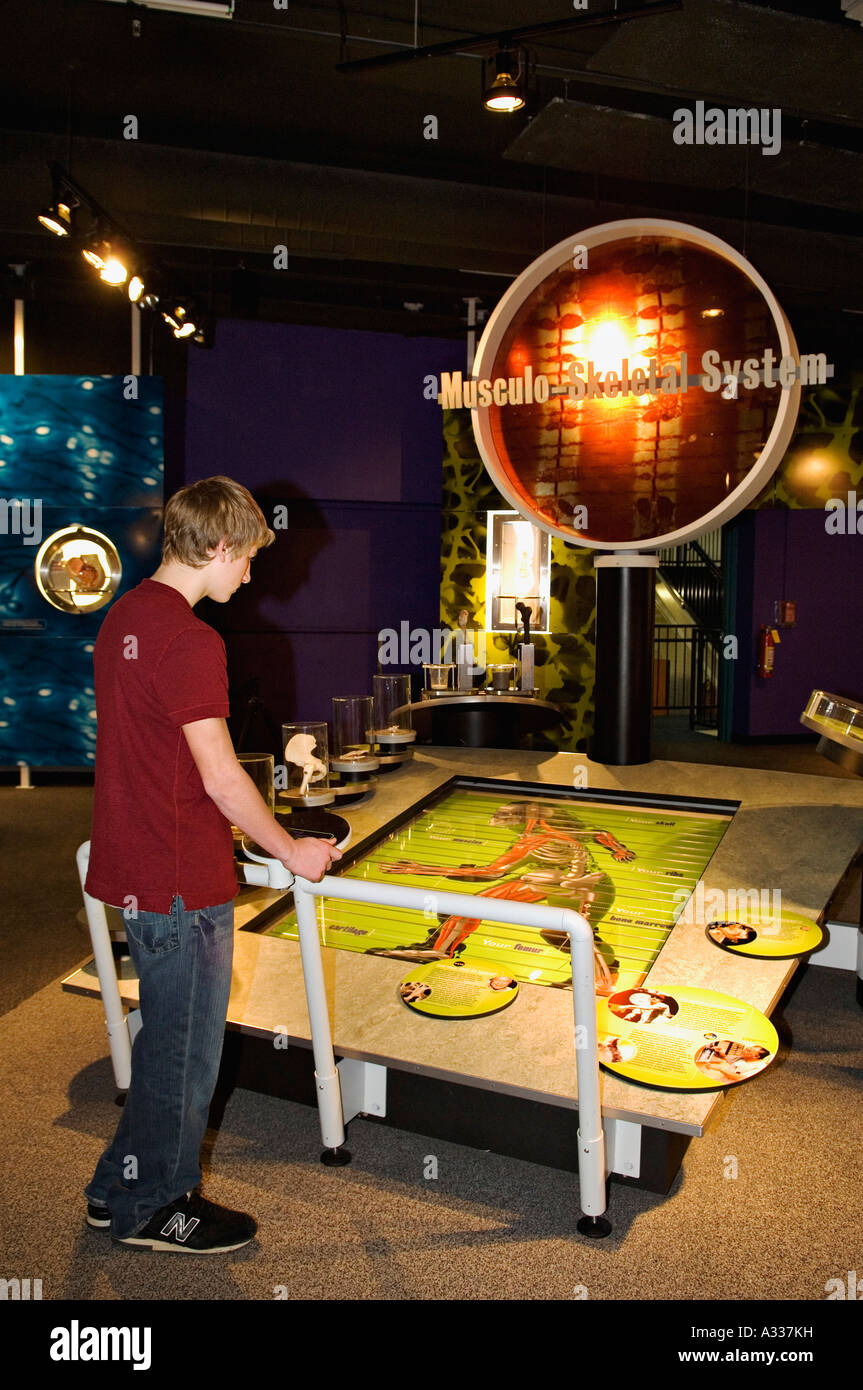 Teenage Boy Looking at display of the Muscular Skeletal System of the ...