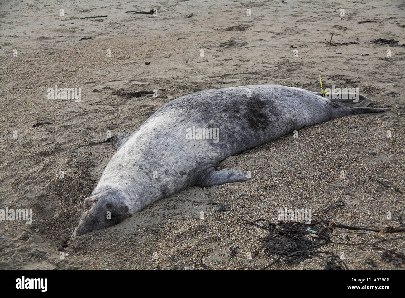dead grey gray seal corpse cadaver Stock Photo - Alamy