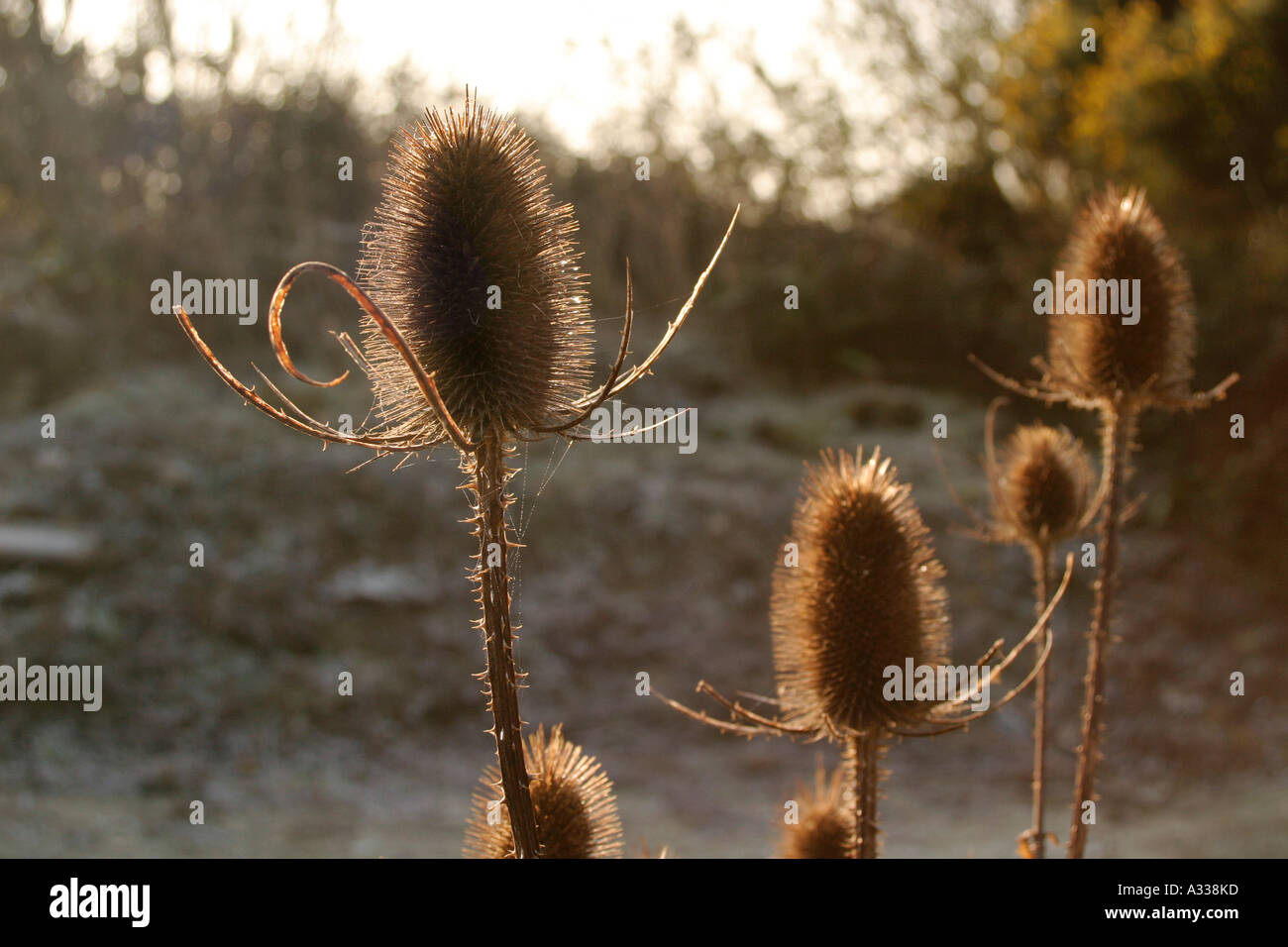 Wool teasel hi-res stock photography and images - Alamy