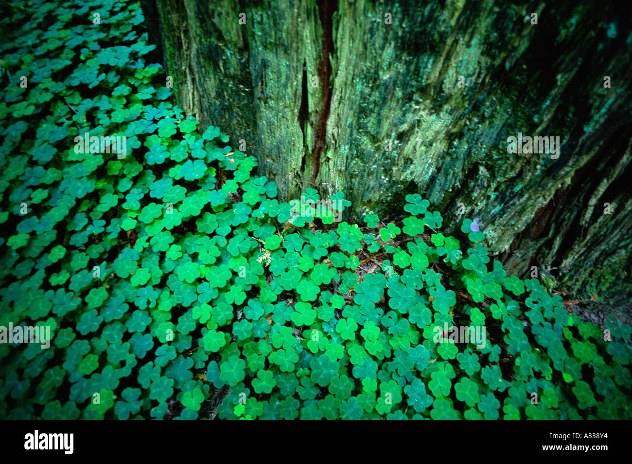 Giant clover hi-res stock photography and images - Alamy