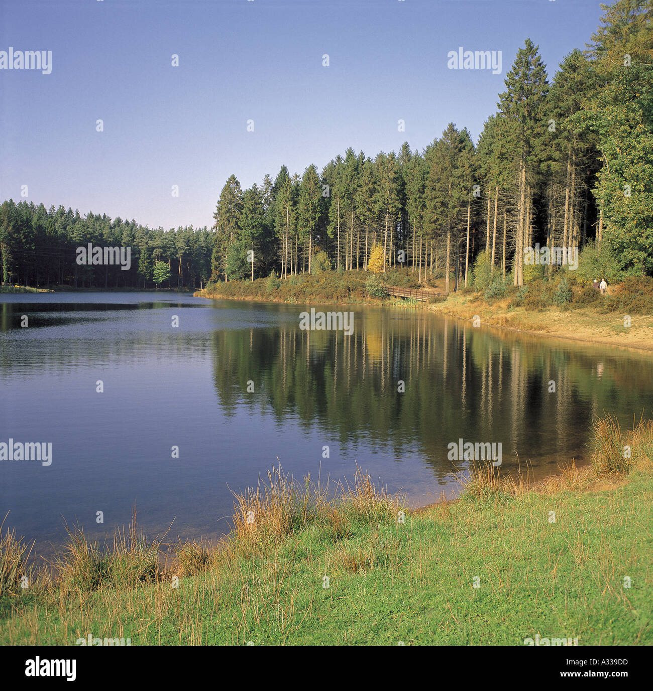 Mallards pike lake hi-res stock photography and images - Alamy