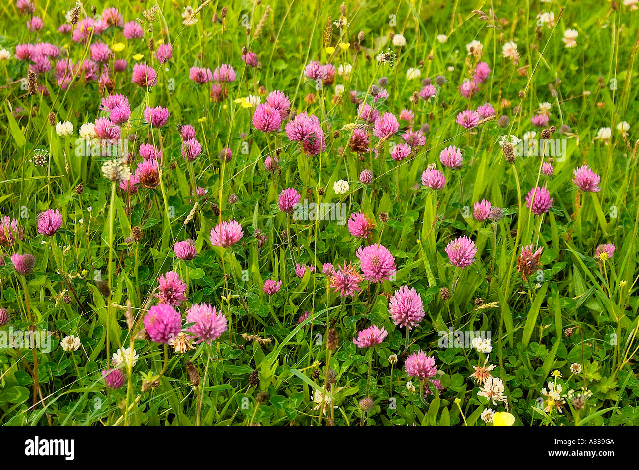 Red Clover in a wildflower hay meadow Stock Photo - Alamy