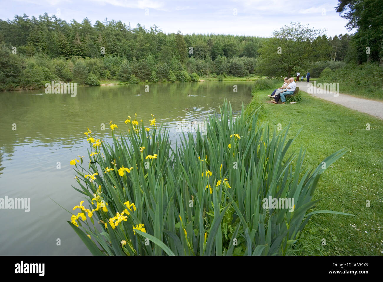 Mallards Pike Picnic Site in the Forest of Dean, Gloucestershire Stock ...