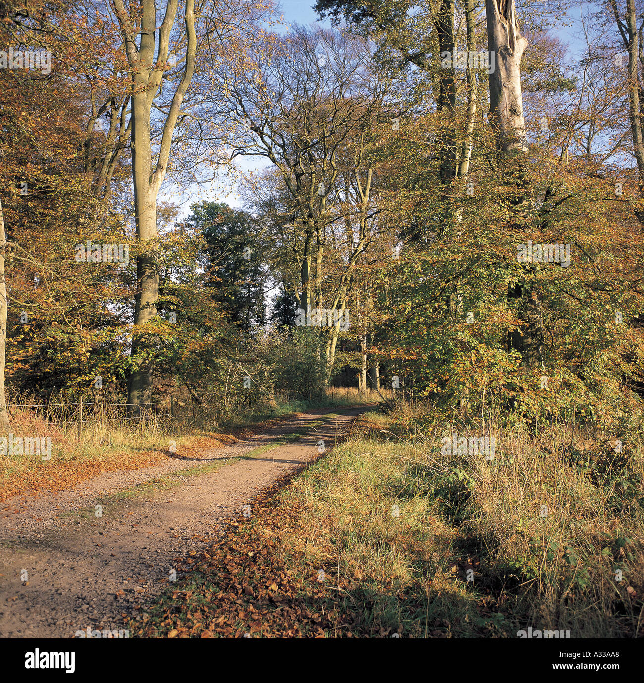 Savernake hi-res stock photography and images - Alamy