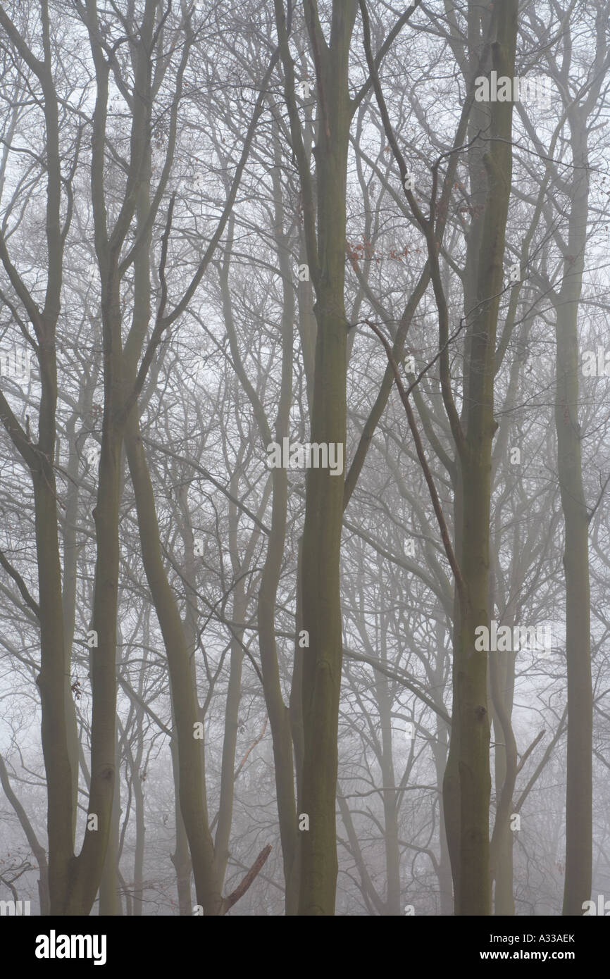 Beech tree winter hi-res stock photography and images - Alamy