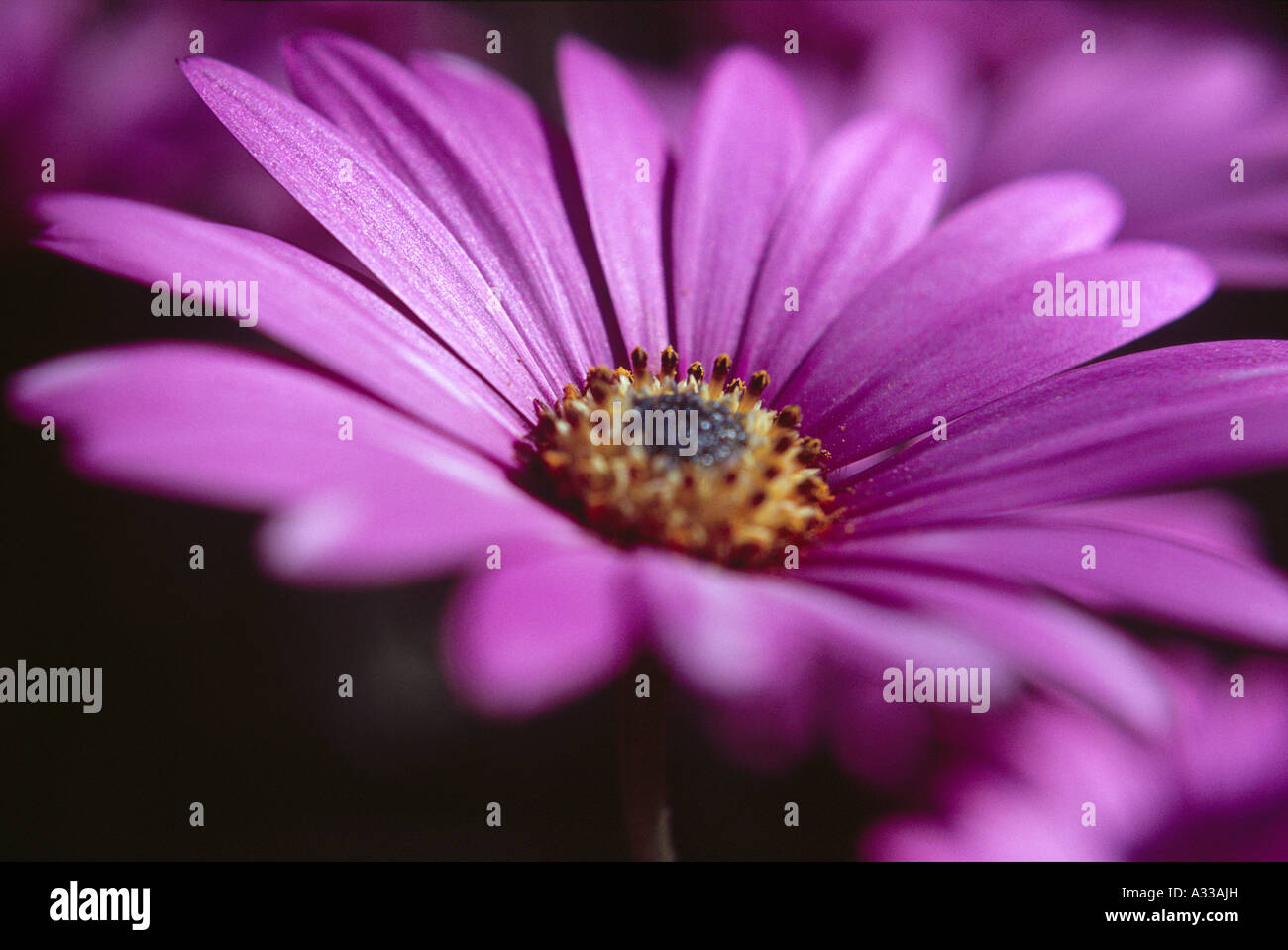 "African daisy" Dimorphotheca aurantiaca Stock Photo - Alamy