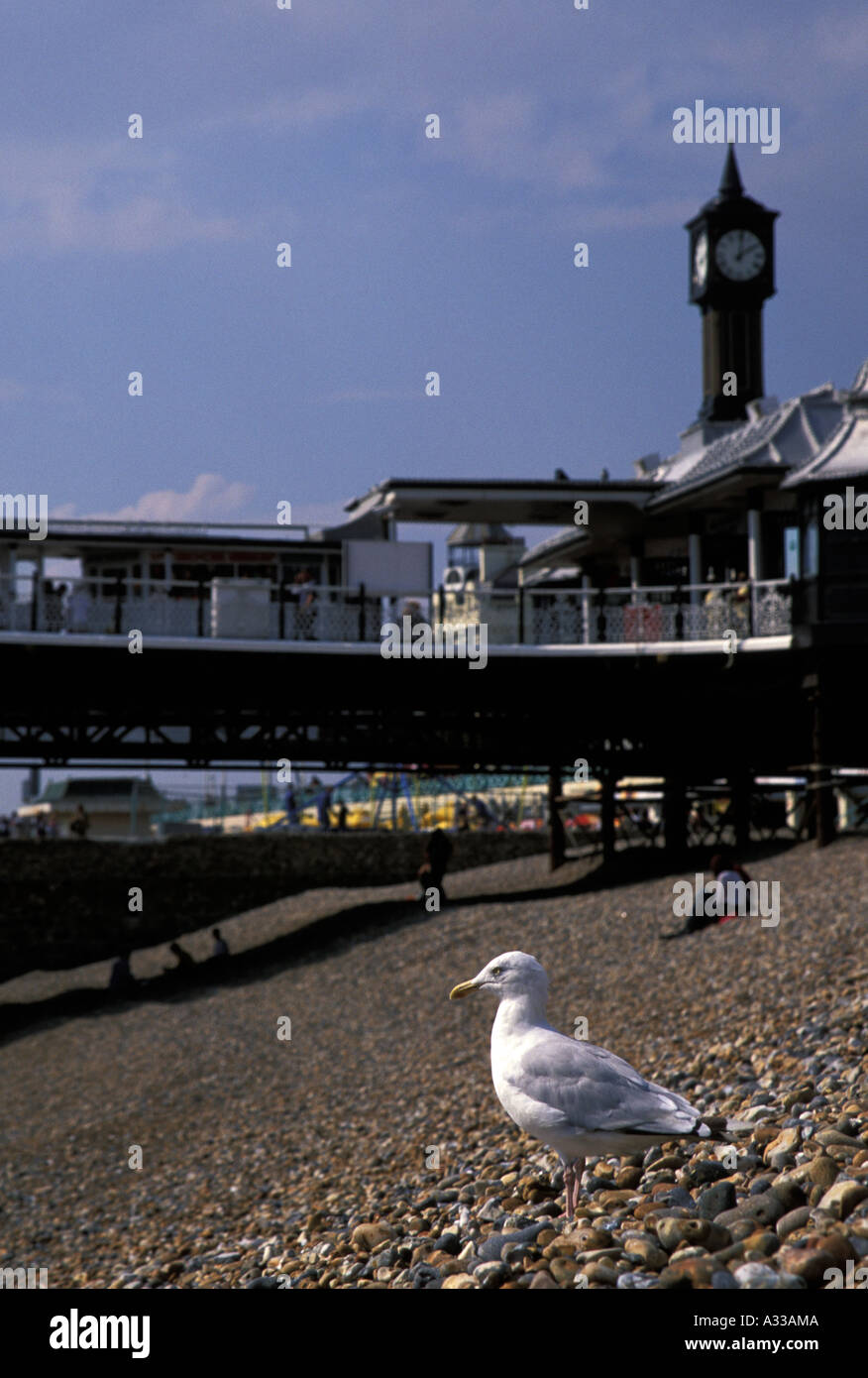 Seagull, Brighton Beach, Brighton, East Sussex, England Stock Photo - Alamy