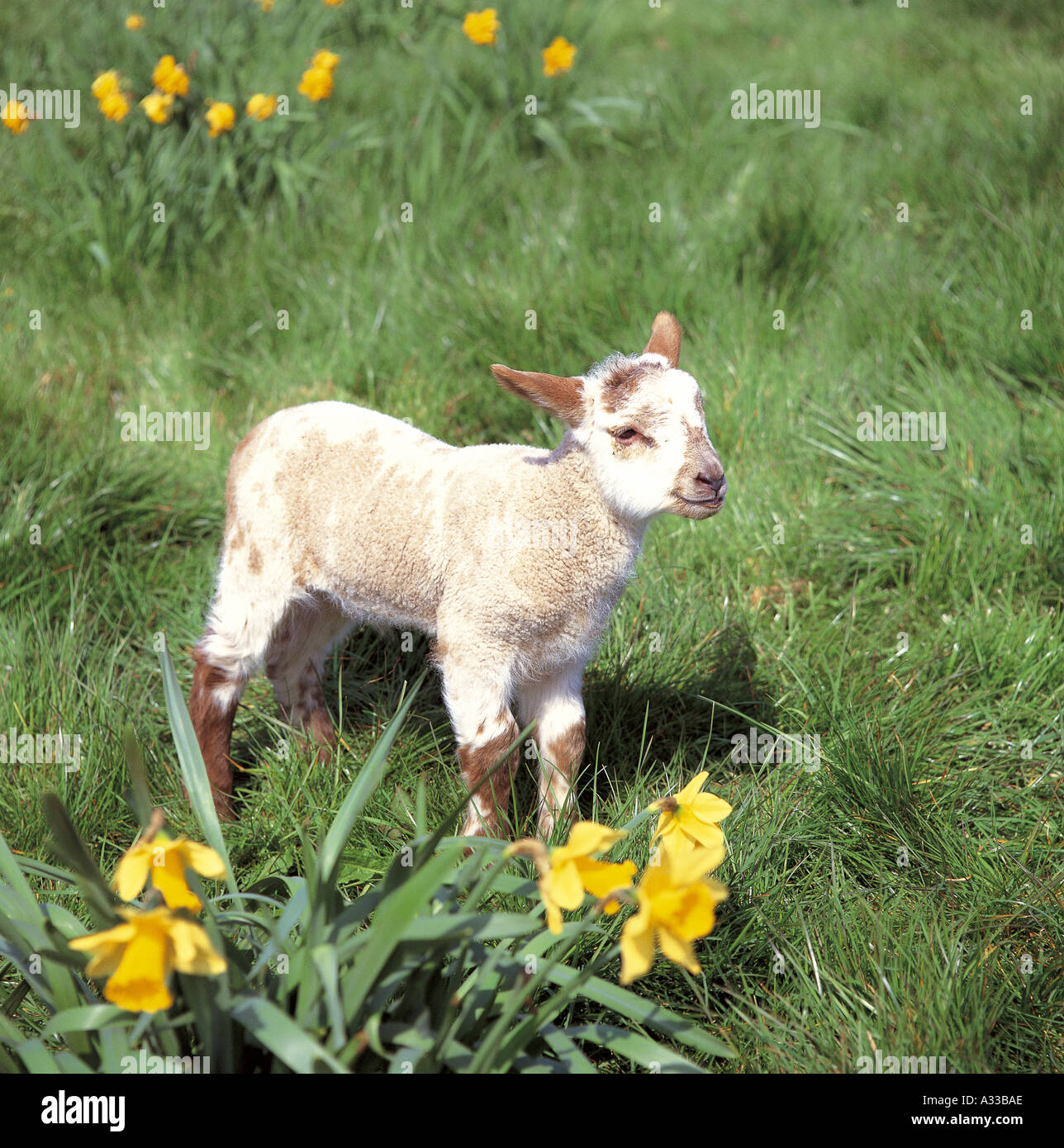 Spring lamb flowers hi-res stock photography and images - Alamy